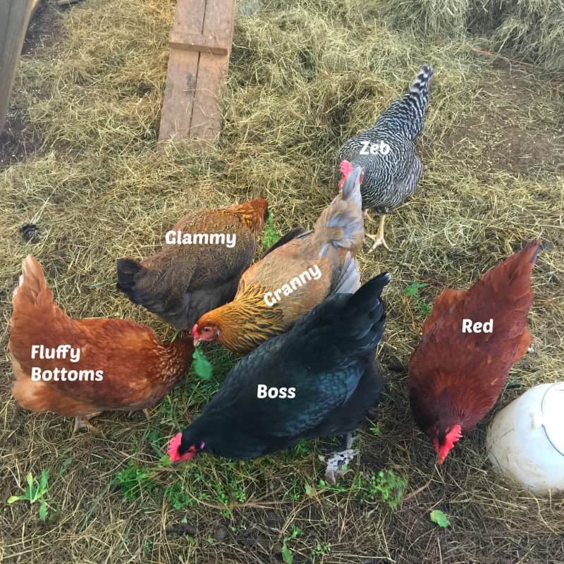 Answers To Questions About My Chickens Southern Plate Answers To Questions About My Chickens Southern Plate